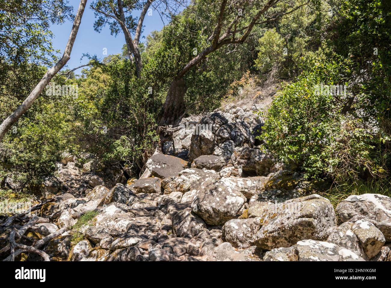 Stony forest path and hiking trail in Table Mountain National Park in ...