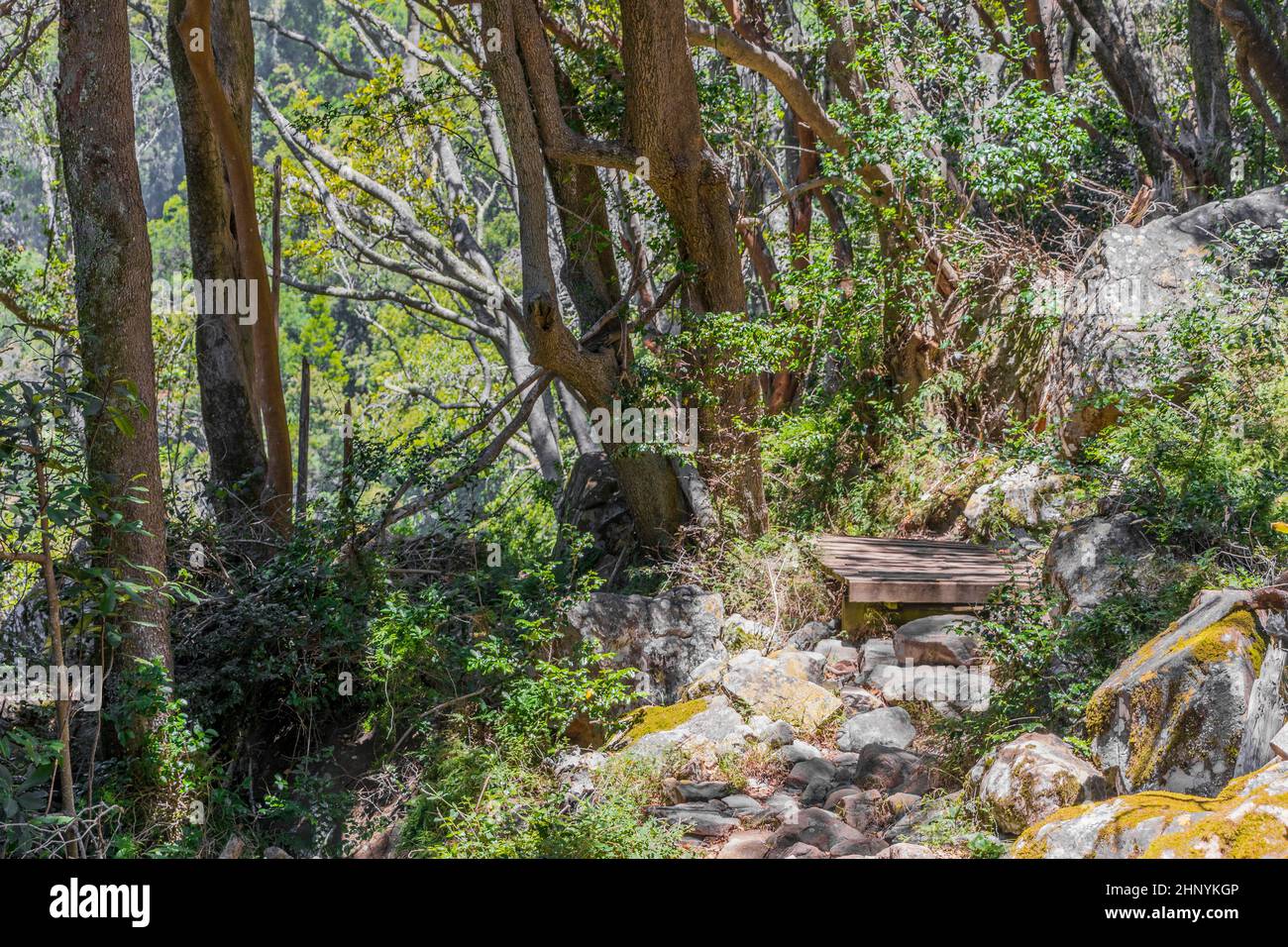 Stony forest path and hiking trail in Table Mountain National Park in ...