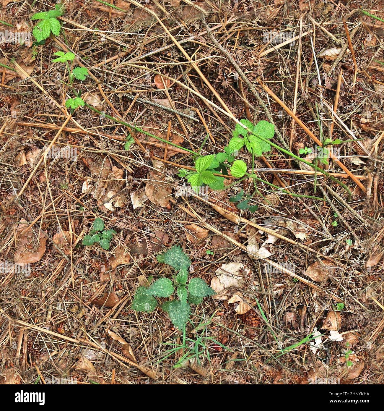 High resolution seamless texture of a forest ground with autumn leaves ...