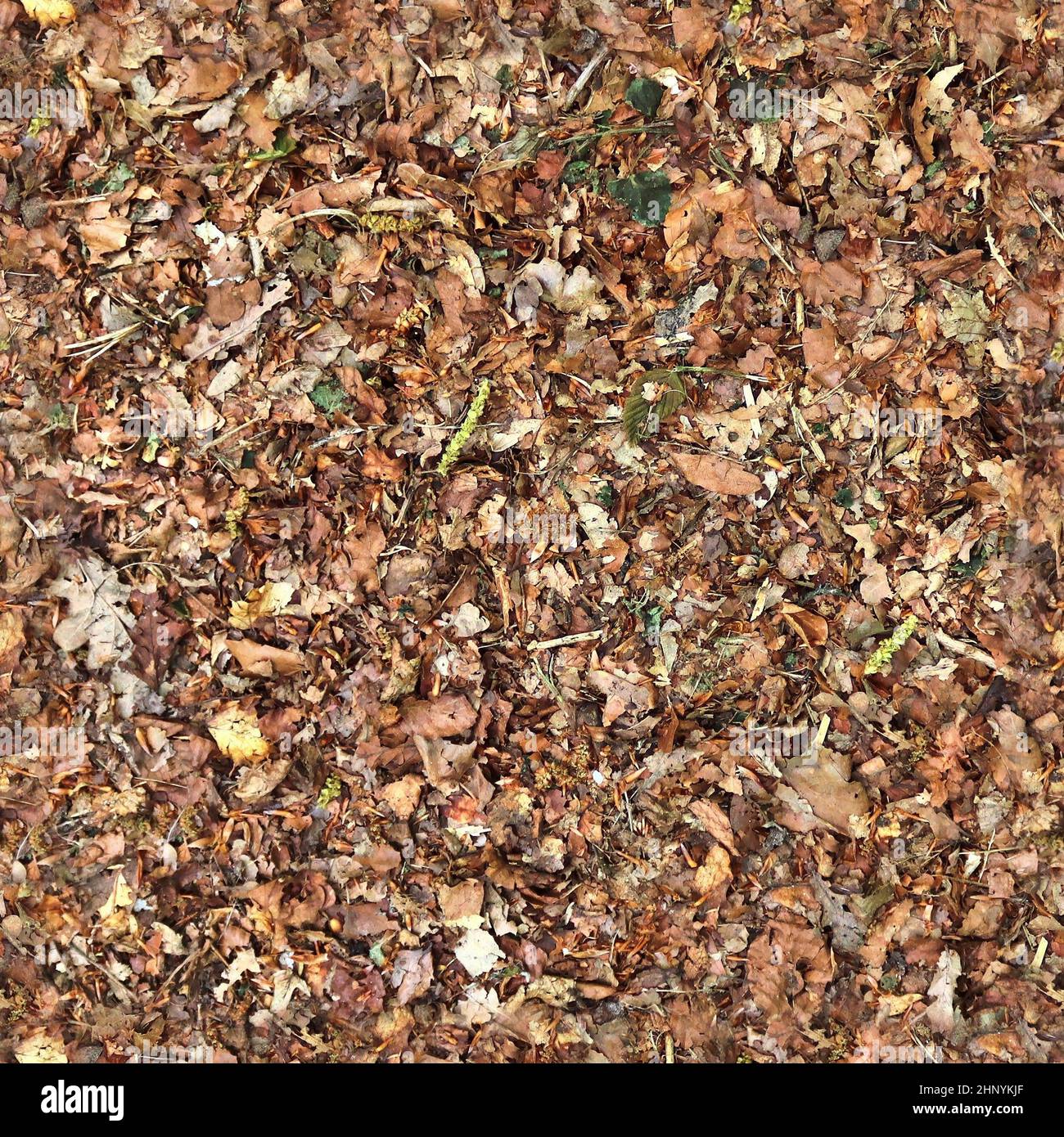 High resolution seamless texture of a forest ground with autumn leaves ...