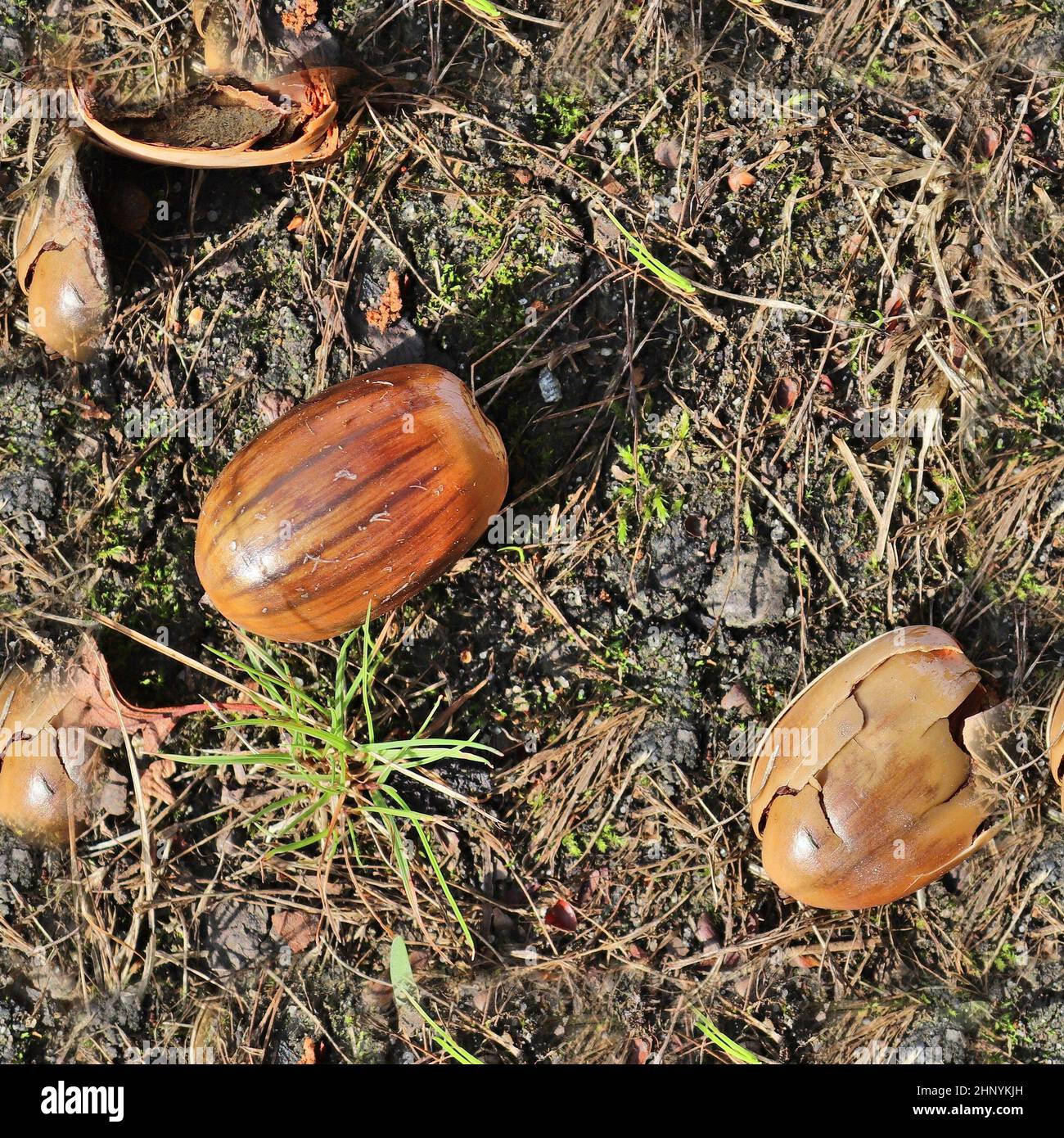 High resolution seamless texture of a forest ground with autumn leaves ...