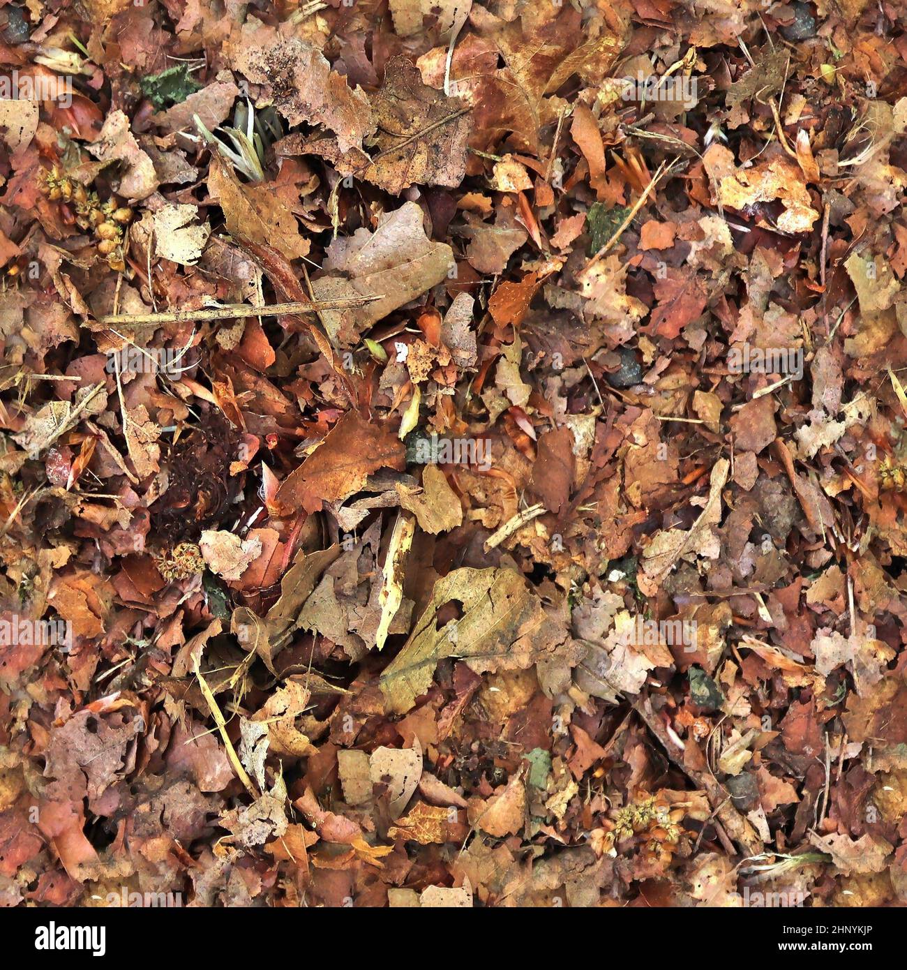 High resolution seamless texture of a forest ground with autumn leaves ...