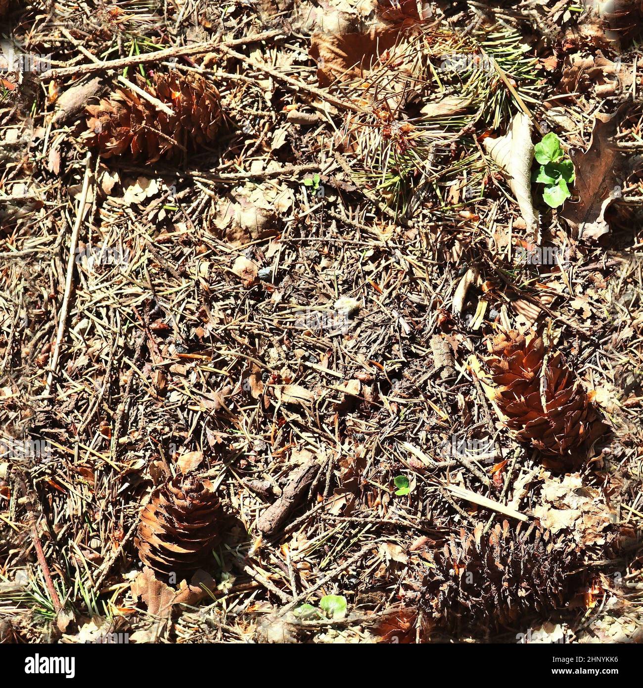 High resolution seamless texture of a forest ground with autumn leaves ...
