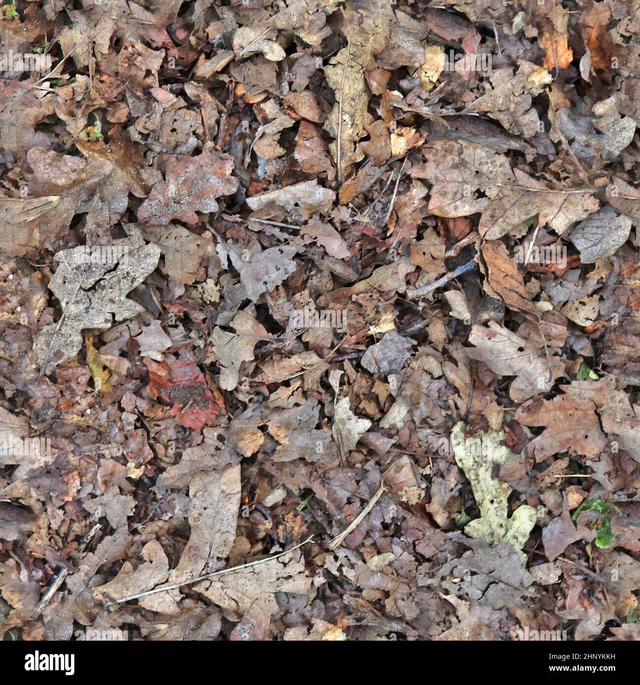 High resolution seamless texture of a forest ground with autumn leaves ...