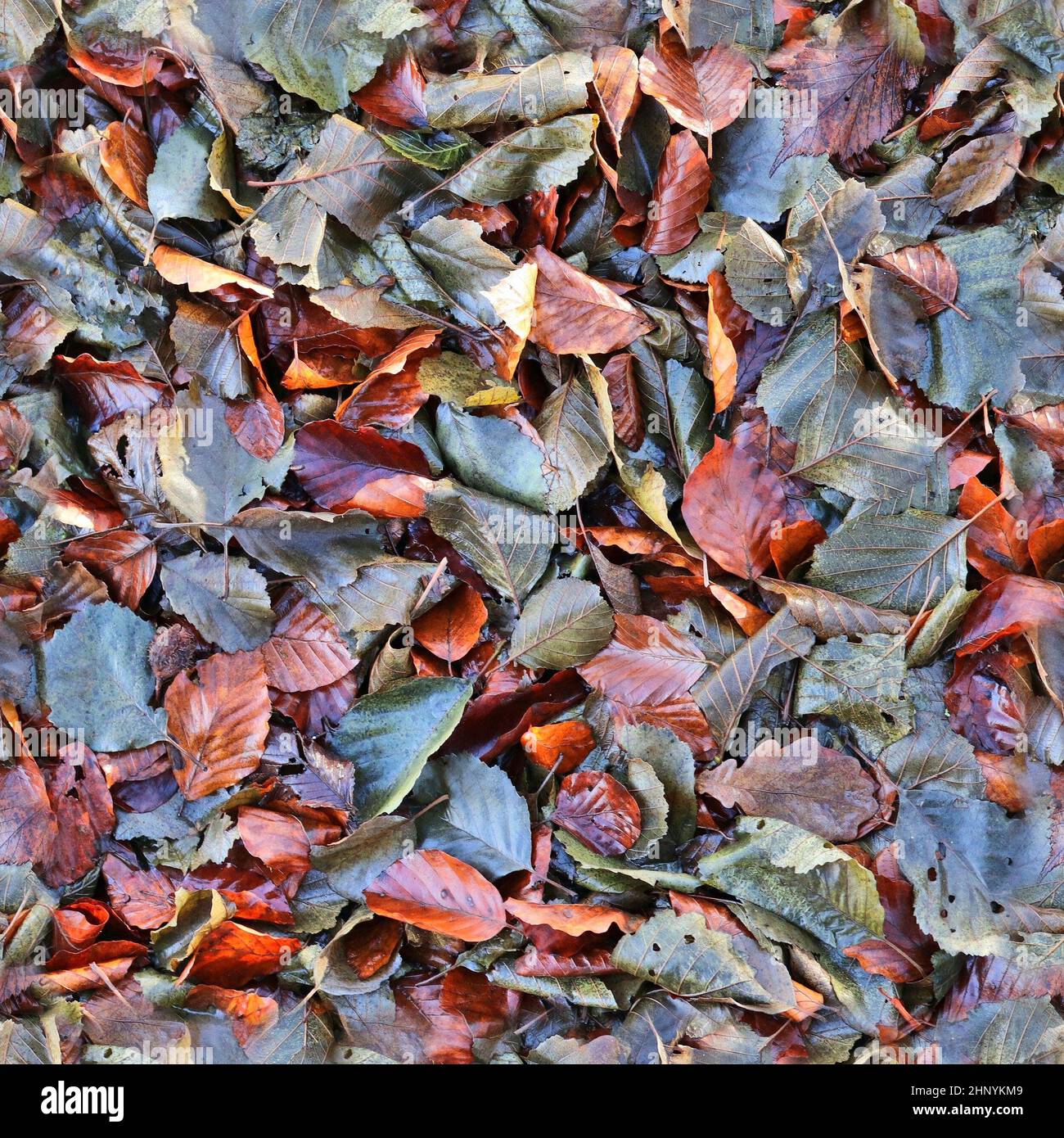 High resolution seamless texture of a forest ground with autumn leaves ...
