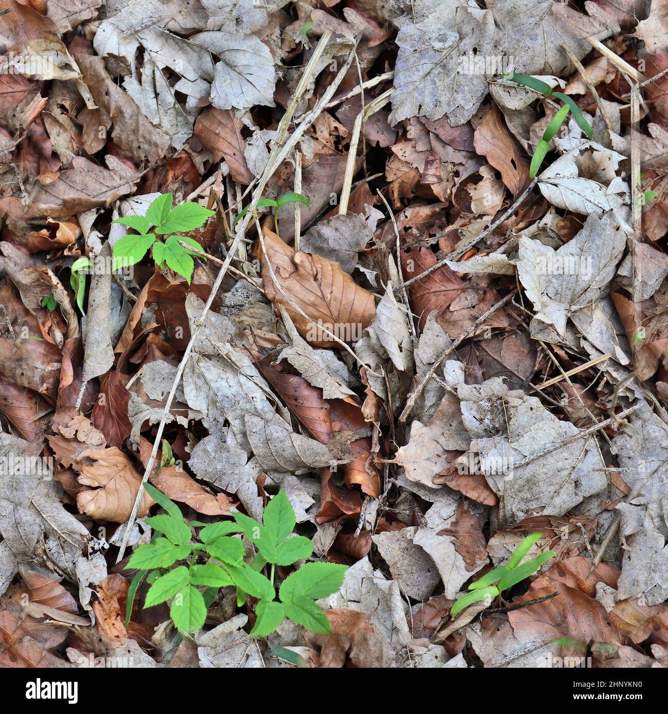 High resolution seamless texture of a forest ground with autumn leaves ...