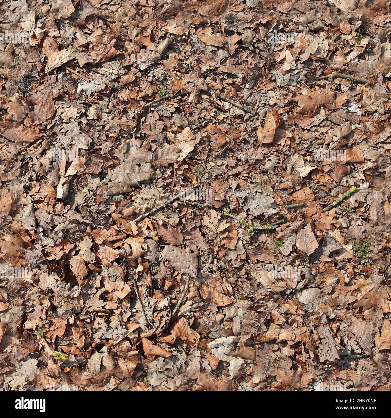 High resolution seamless texture of a forest ground with autumn leaves ...