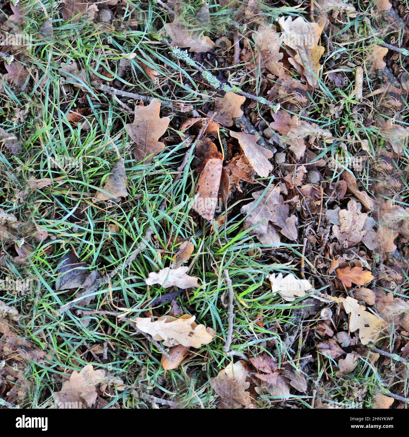Photo realistic seamless texture pattern of autumn leaves on a forest ...