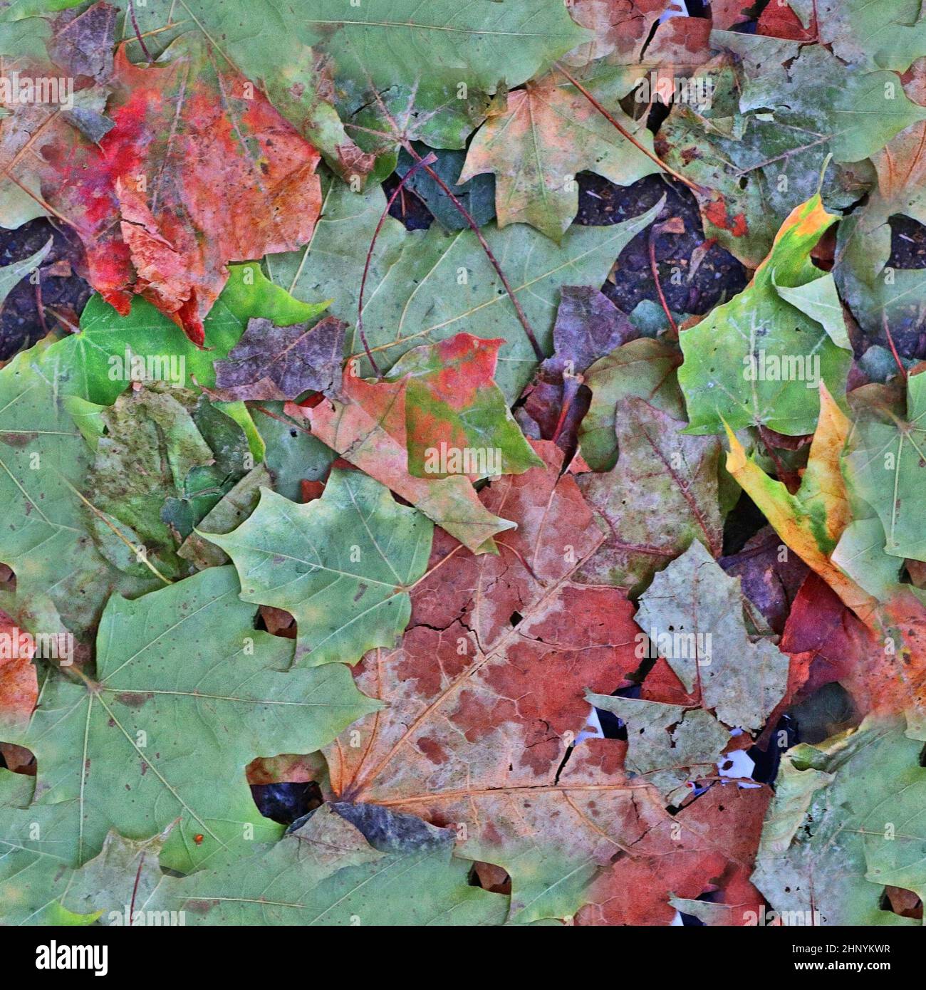 Photo realistic seamless texture pattern of autumn leaves on a forest ...
