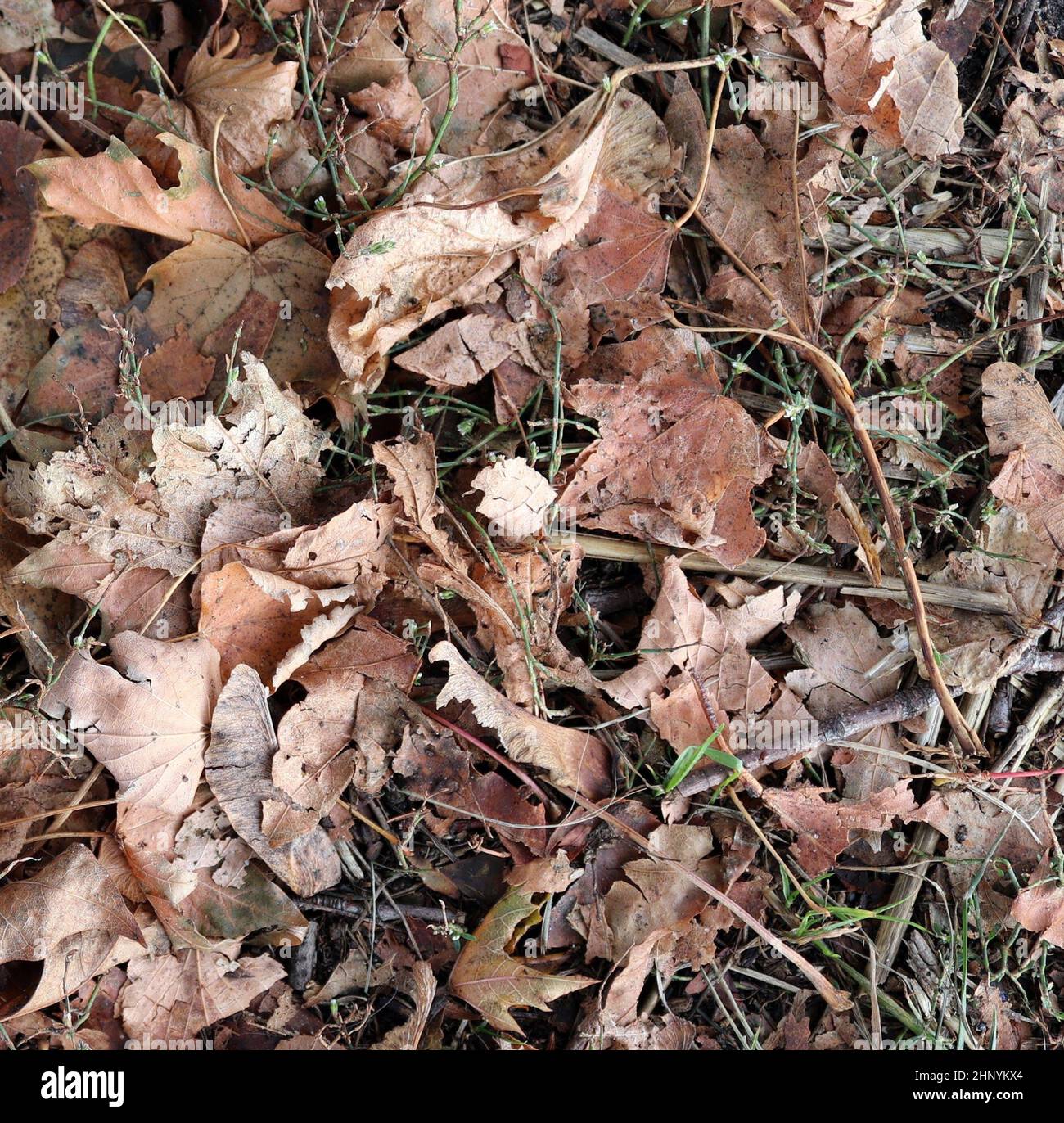 Fall Leaves On Ground Seamless