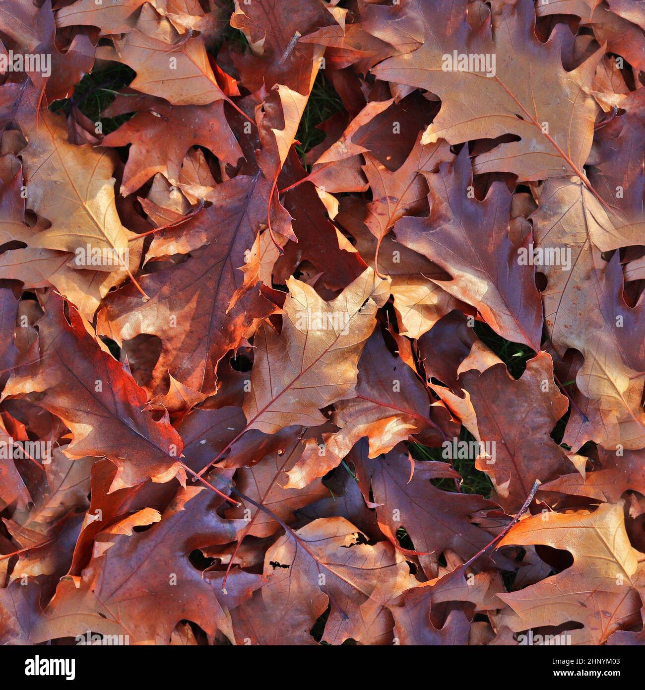 Photo realistic seamless texture pattern of autumn leaves on a forest ...