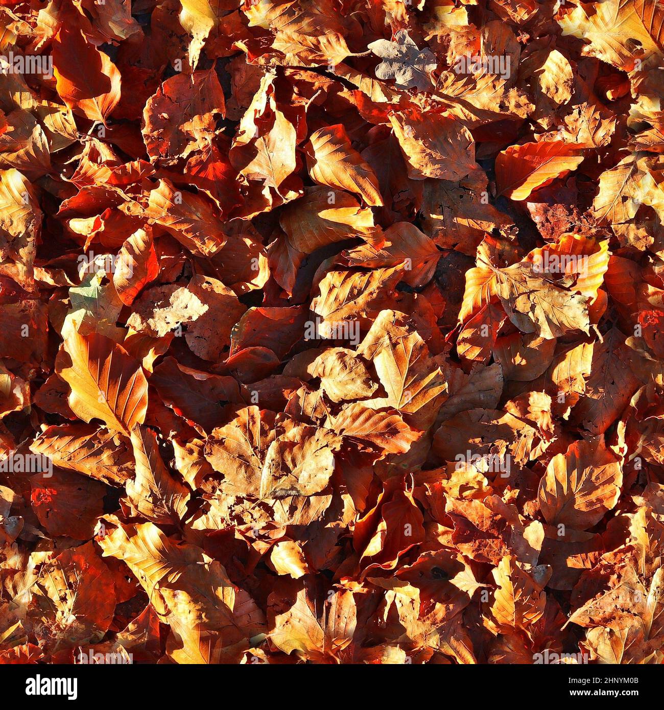 Photo realistic seamless texture pattern of autumn leaves on a forest ...