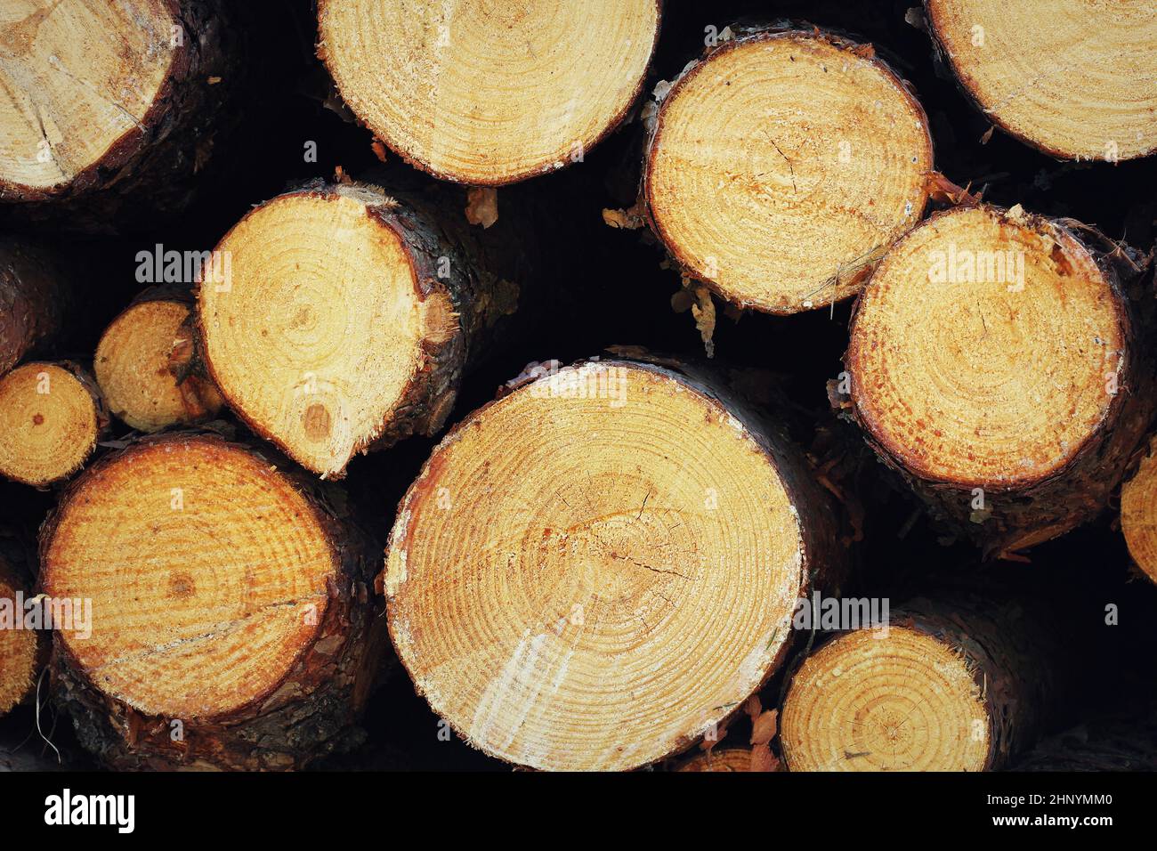 Wooden logs of pine woods in the forest, stacked in a pile by the side ...