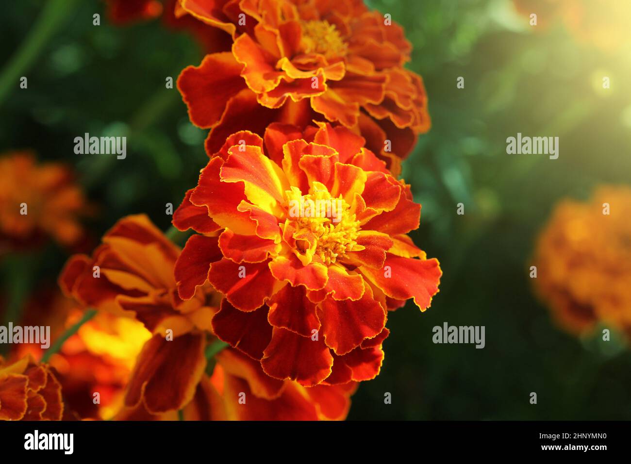Orange beautiful Marigold flower (Tagetes erecta, Mexican, Aztec or ...