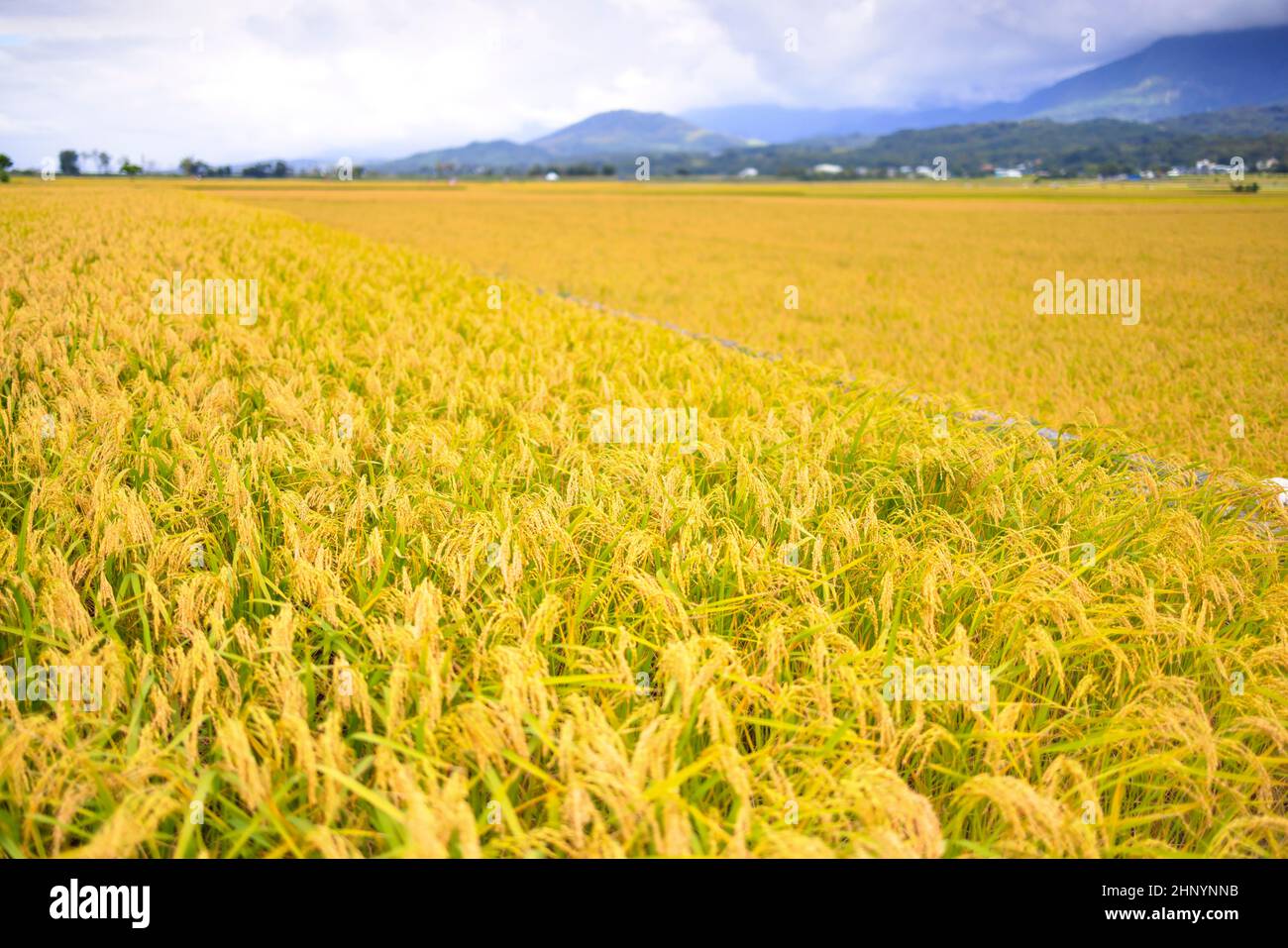 Beautiful Ripe rice field and valley at autumn Stock Photo - Alamy