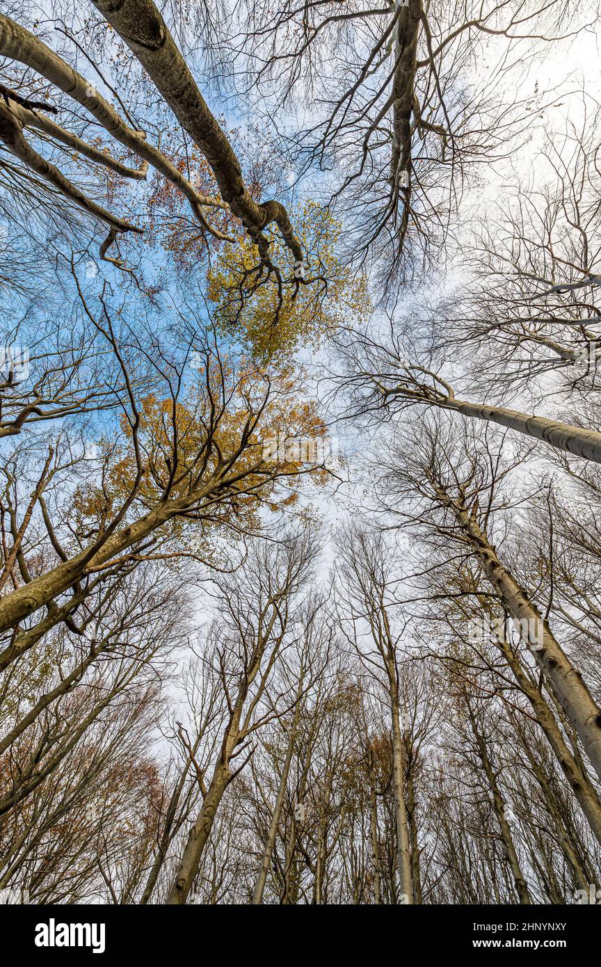 Red vibrant colors of autumn in a beech forest called Barbottina in ...