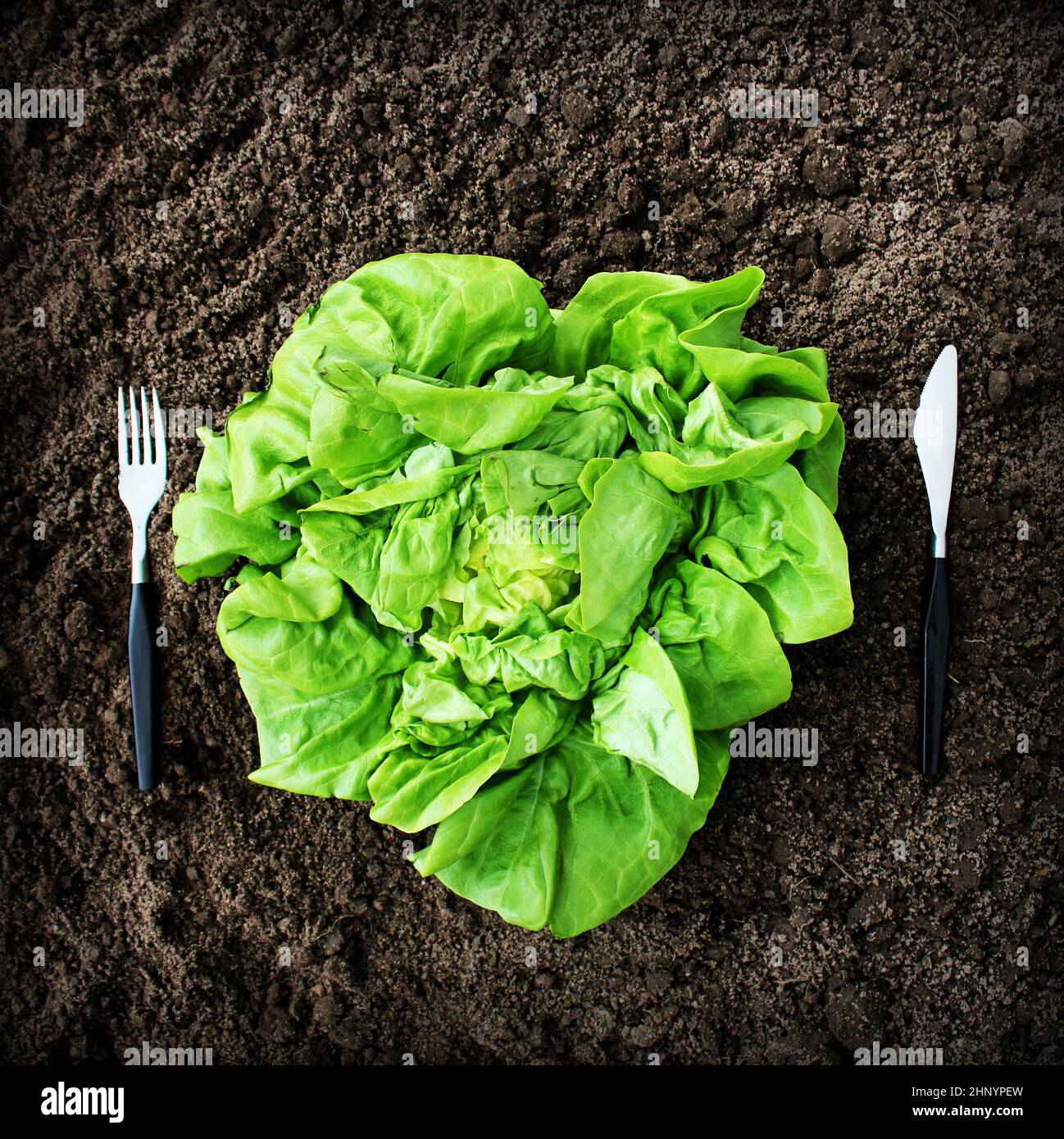 Healthy eating concept. Fork, knife and lettuce on soil Stock Photo - Alamy