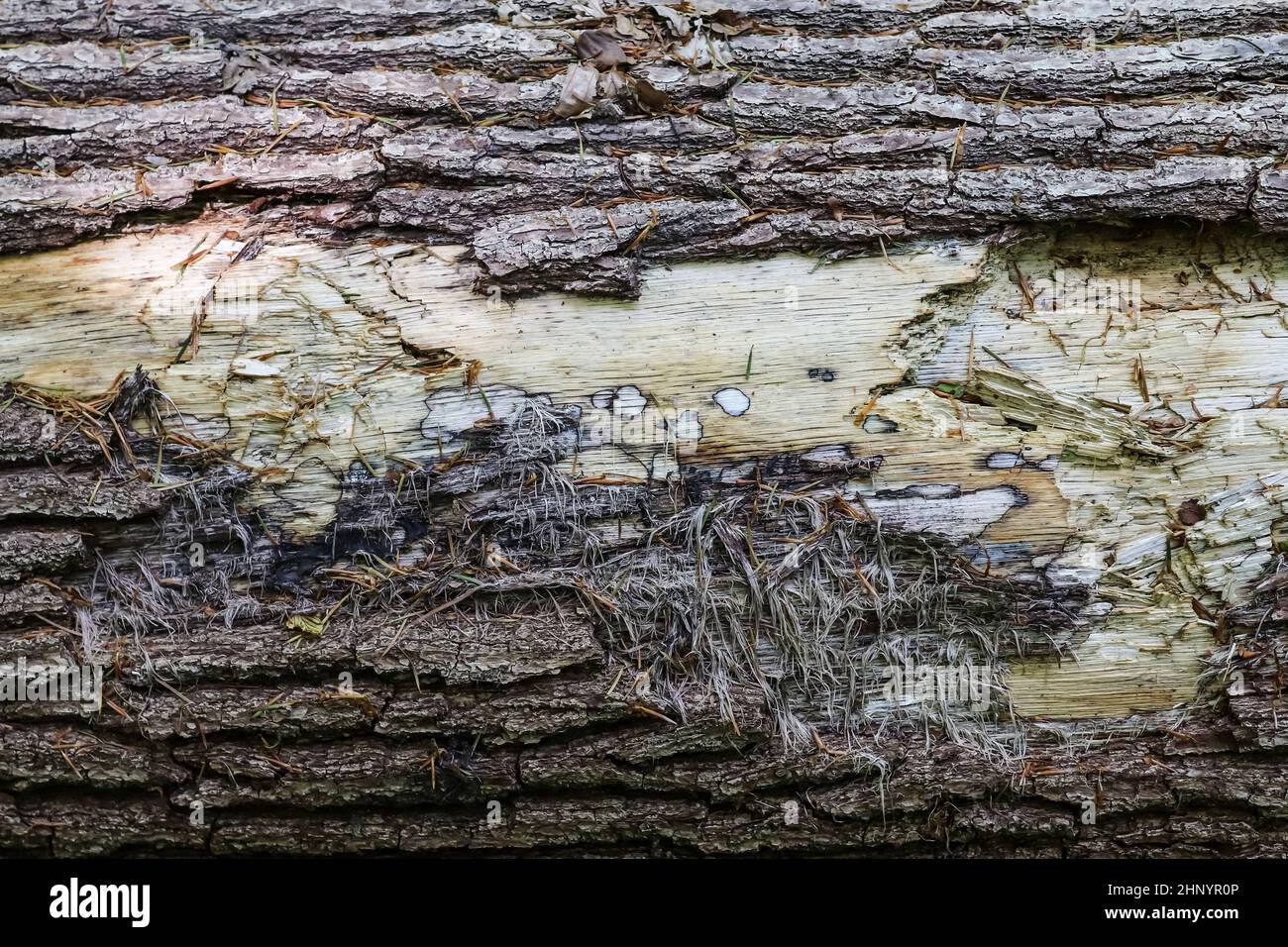 Detailed close up view on different wood surfaces showing planks logs ...