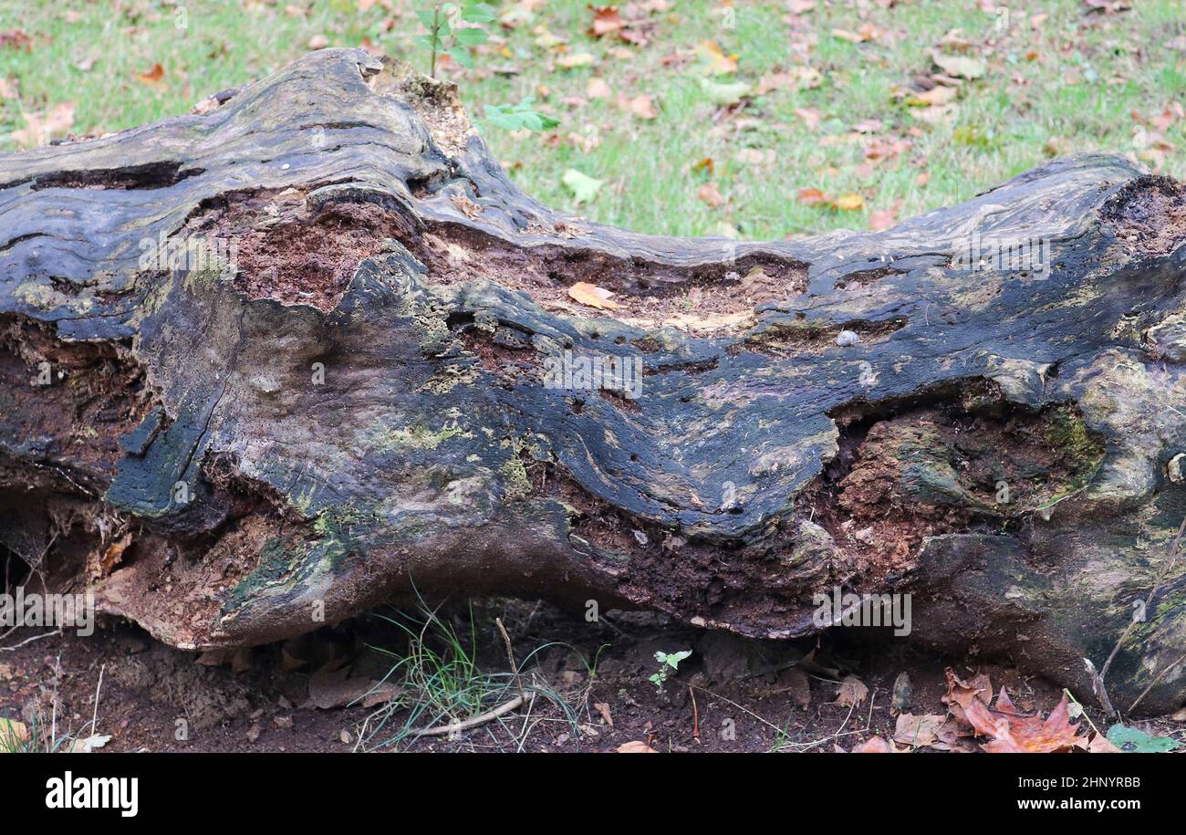 Detailed close up view on different wood surfaces showing planks logs ...