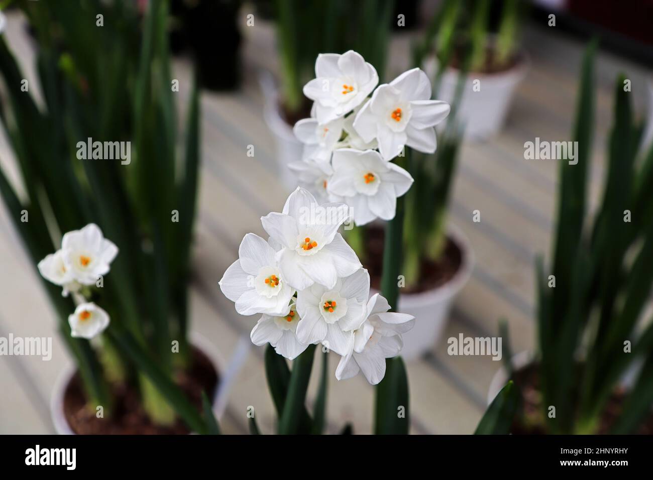 Paperwhite narcissus pots hi-res stock photography and images - Alamy