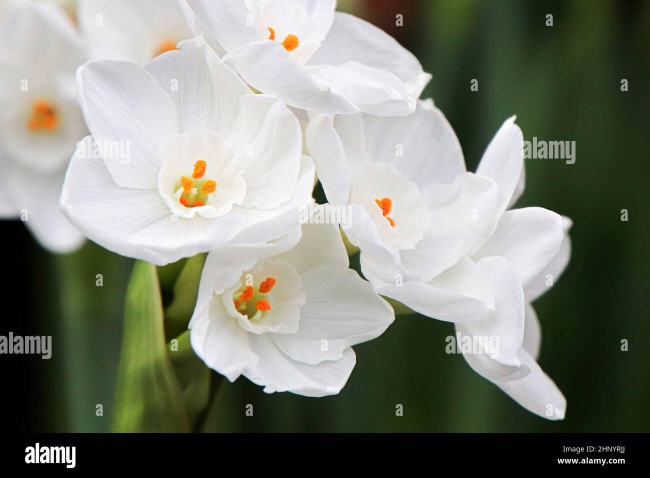Macro photo of white and yellow narcissus flowers Stock Photo - Alamy