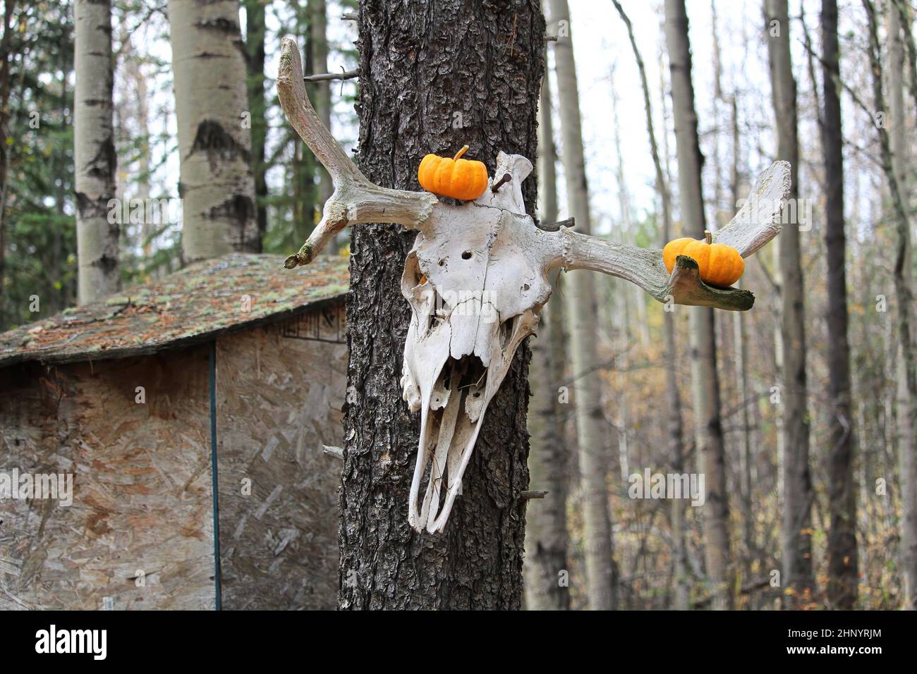 Moose skull hi-res stock photography and images - Alamy