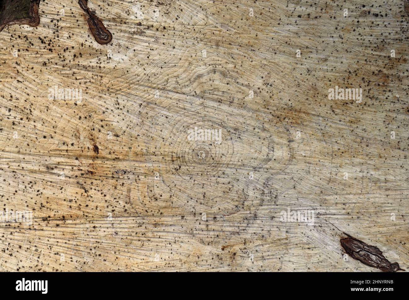 Detailed close up view on different wood surfaces showing planks logs ...