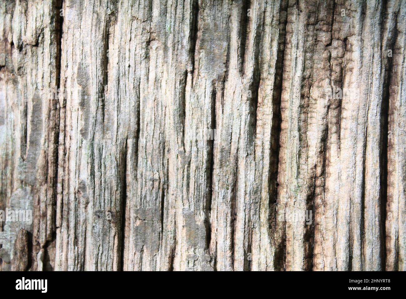 Detailed close up view on different wood surfaces showing planks logs ...