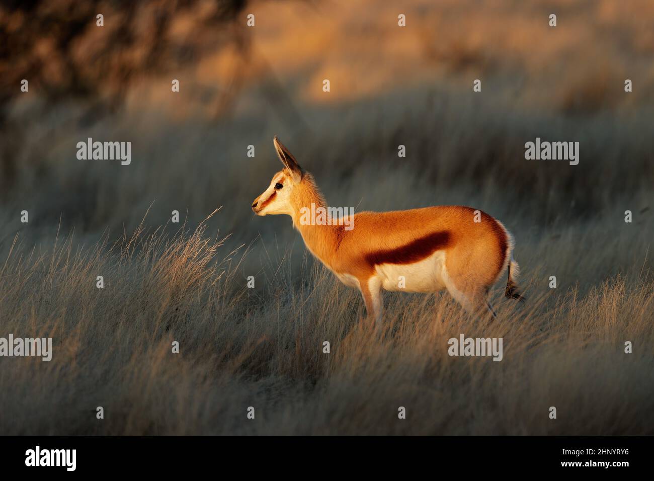 A springbok antelope (Antidorcas marsupialis) in late afternoon light ...