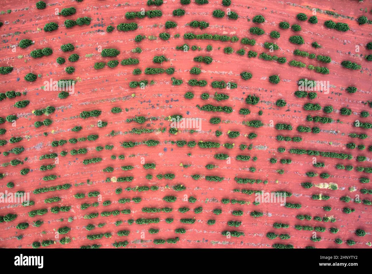 Aerial of cultivated Duboisia or corkwood trees Queensland Australia ...