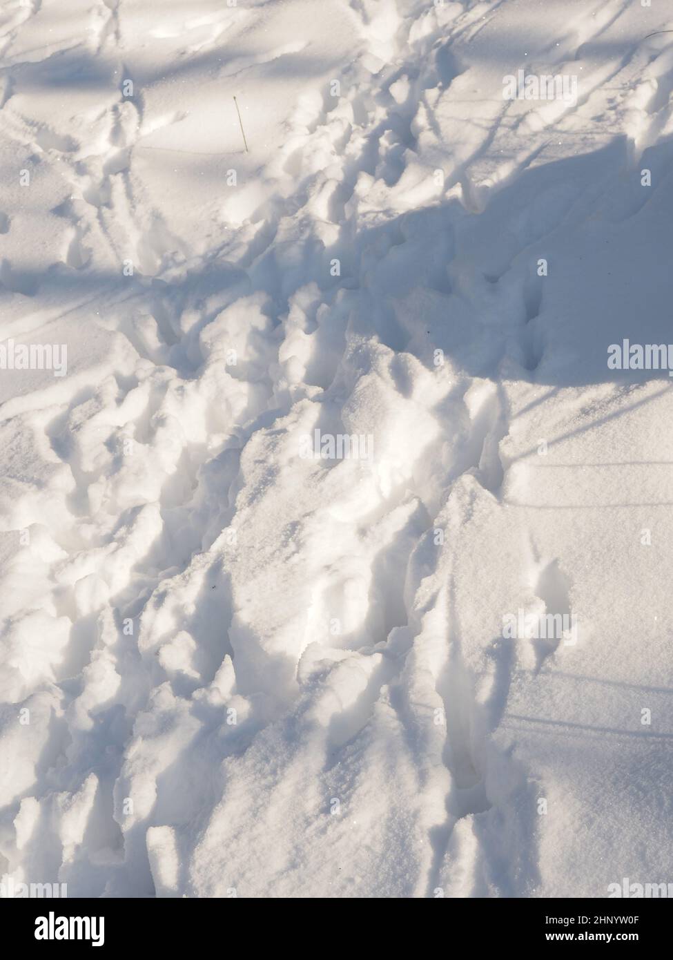Animal tracks in deep snow, beauty of the winter Stock Photo - Alamy