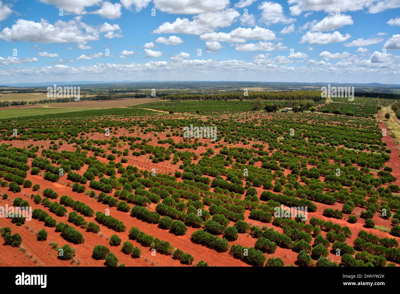 Aerial of cultivated Duboisia or corkwood trees Queensland Australia ...