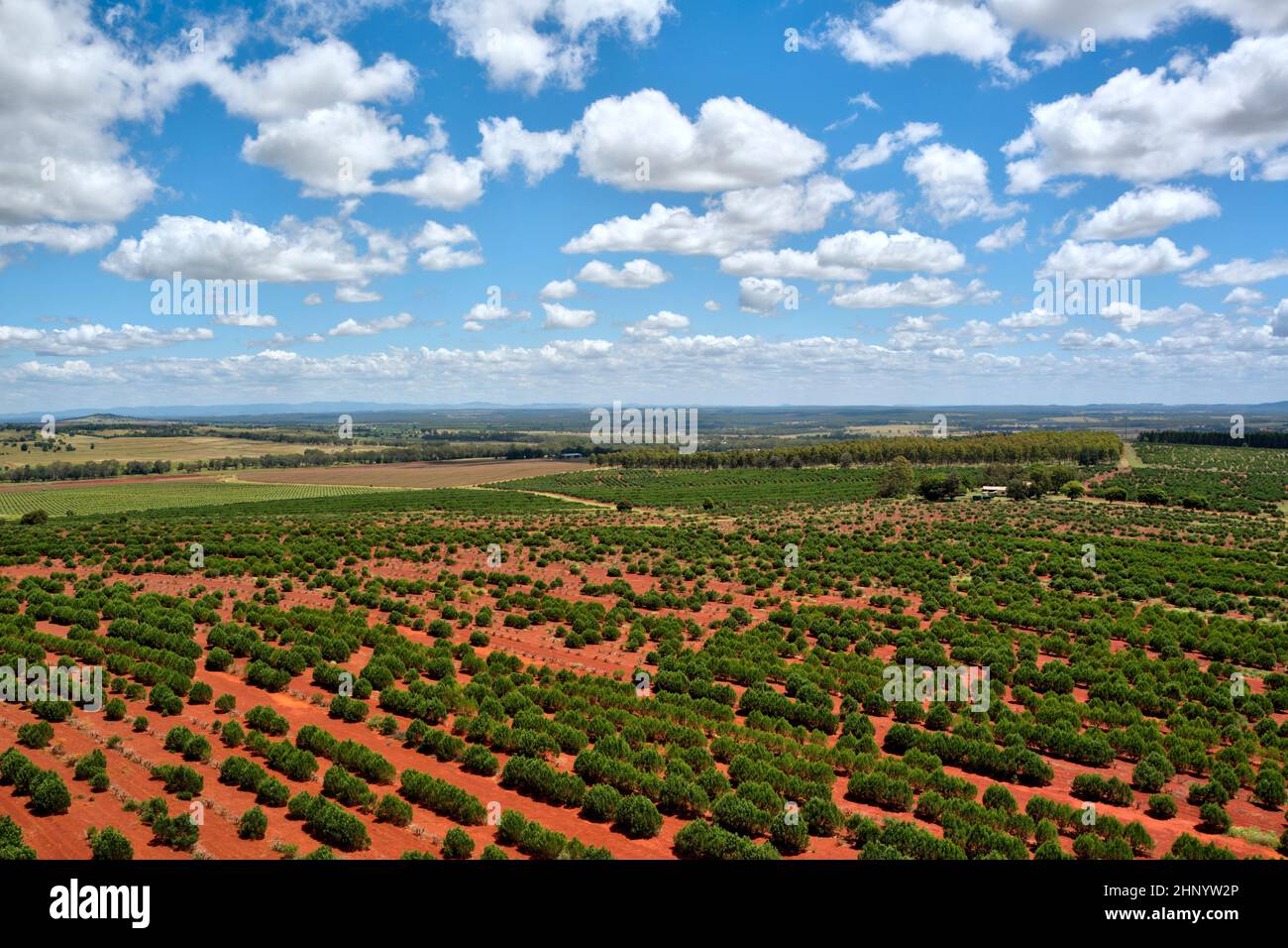 Aerial of cultivated Duboisia or corkwood trees Queensland Australia ...