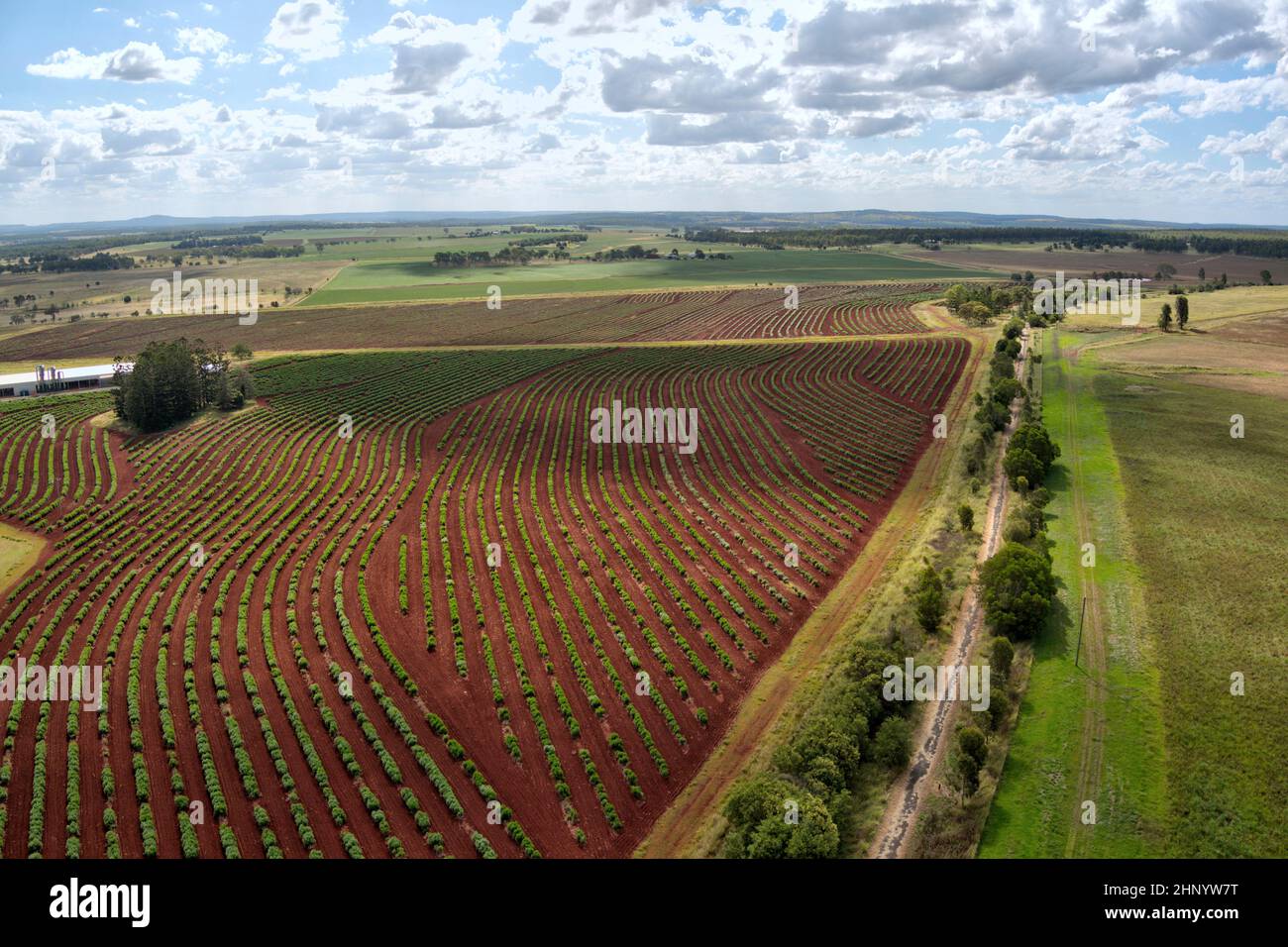 Aerial of cultivated Duboisia or corkwood trees used in the ...