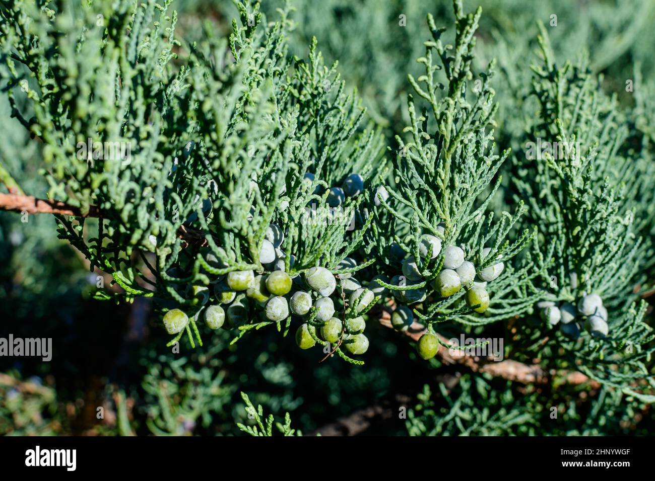 Close up of a juniper shrub with small green leaves and berries in a ...