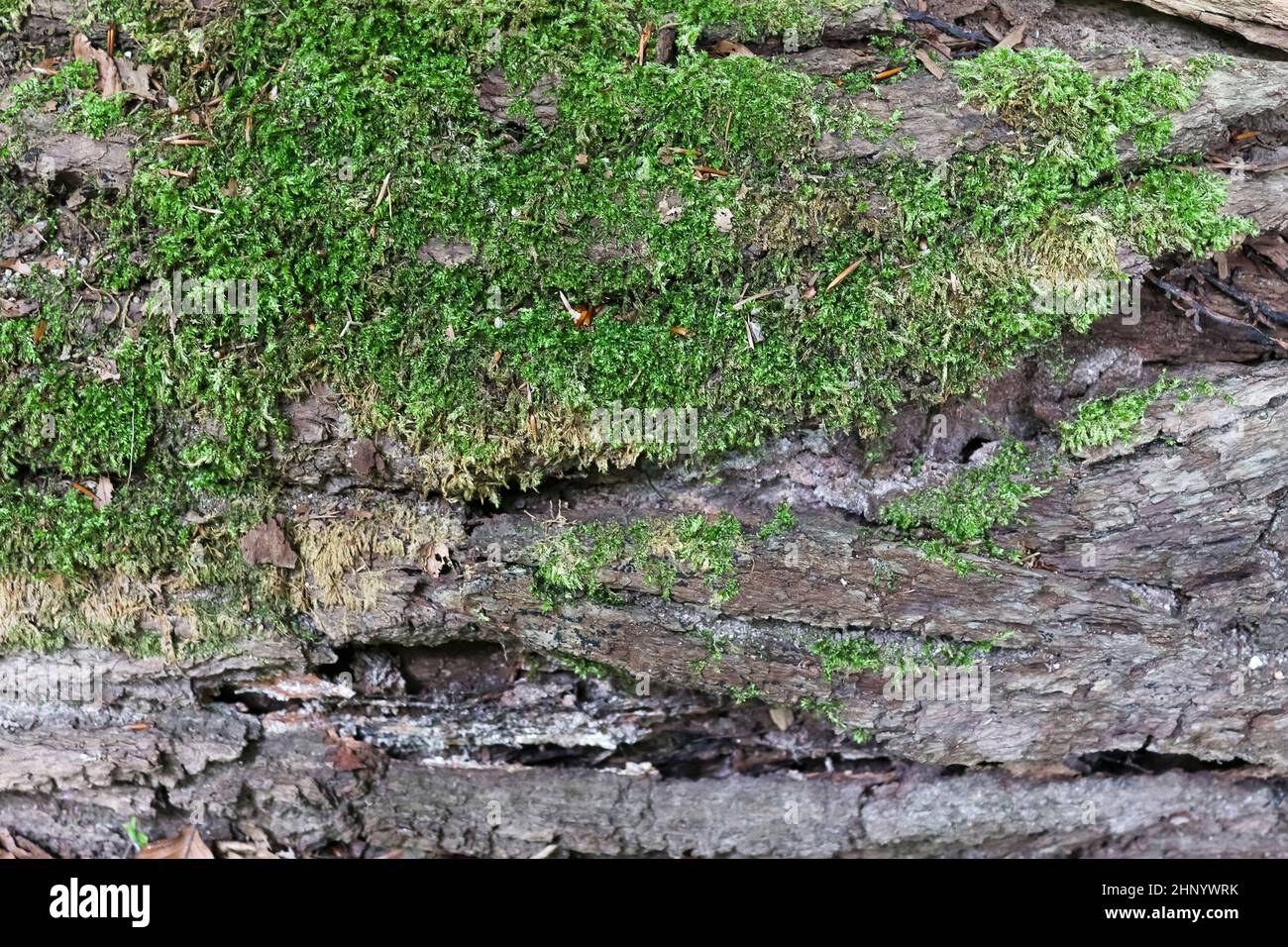 Detailed close up view at moss textures on a forest ground Stock Photo ...
