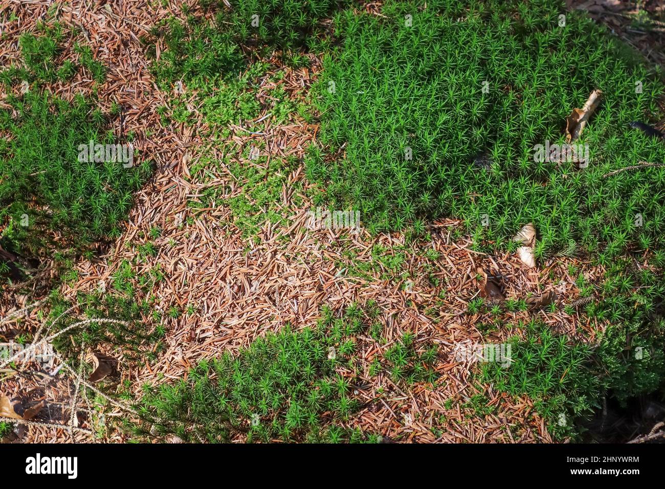 Detailed close up view at moss textures on a forest ground Stock Photo ...