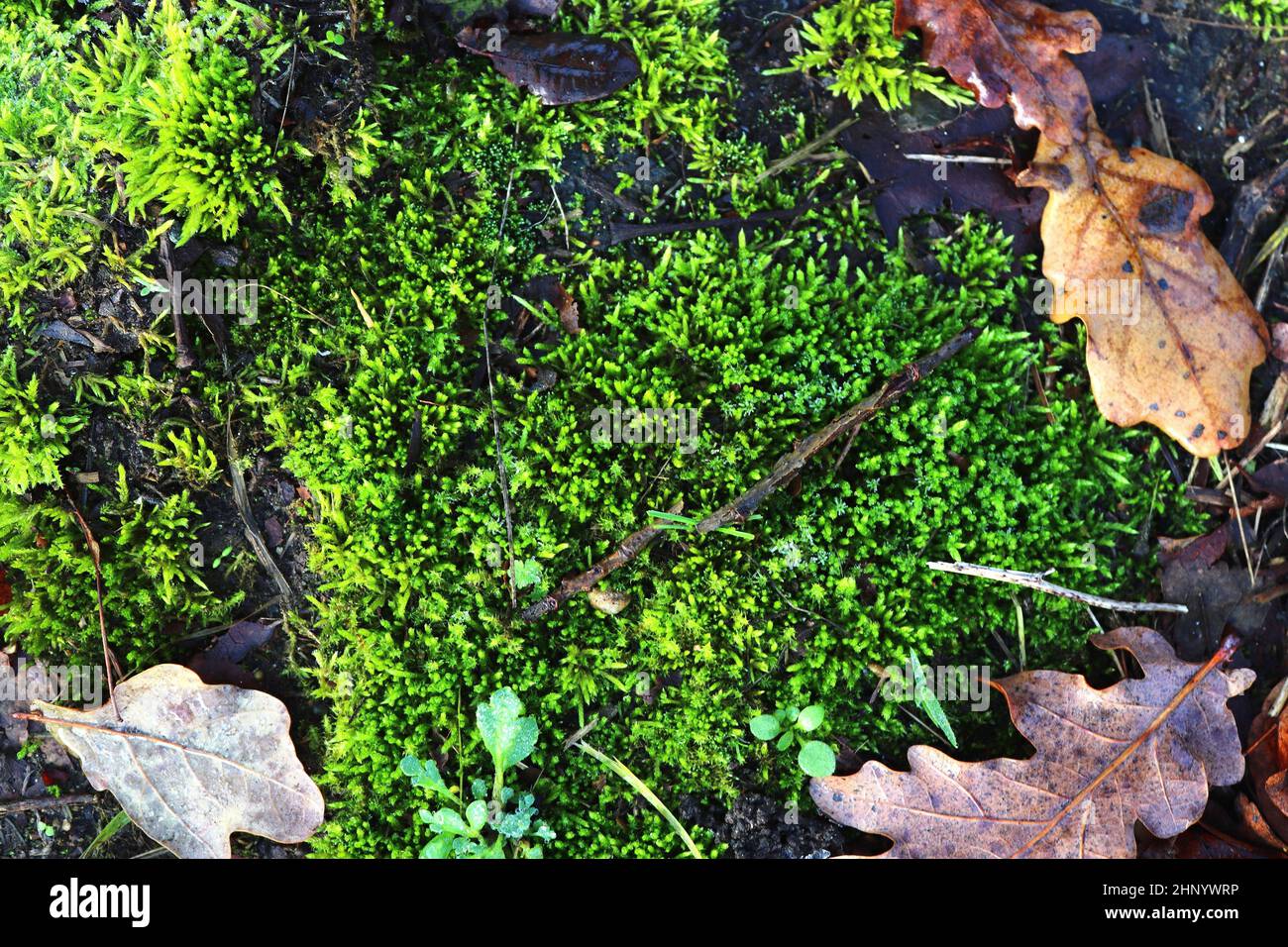 Detailed close up view at moss textures on a forest ground Stock Photo ...