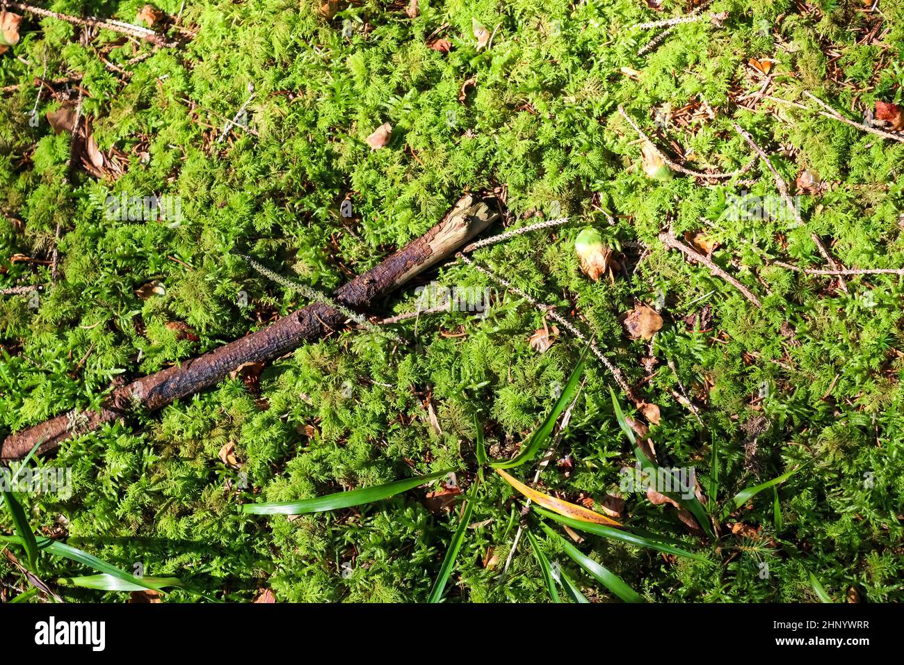 Detailed close up view at moss textures on a forest ground Stock Photo ...