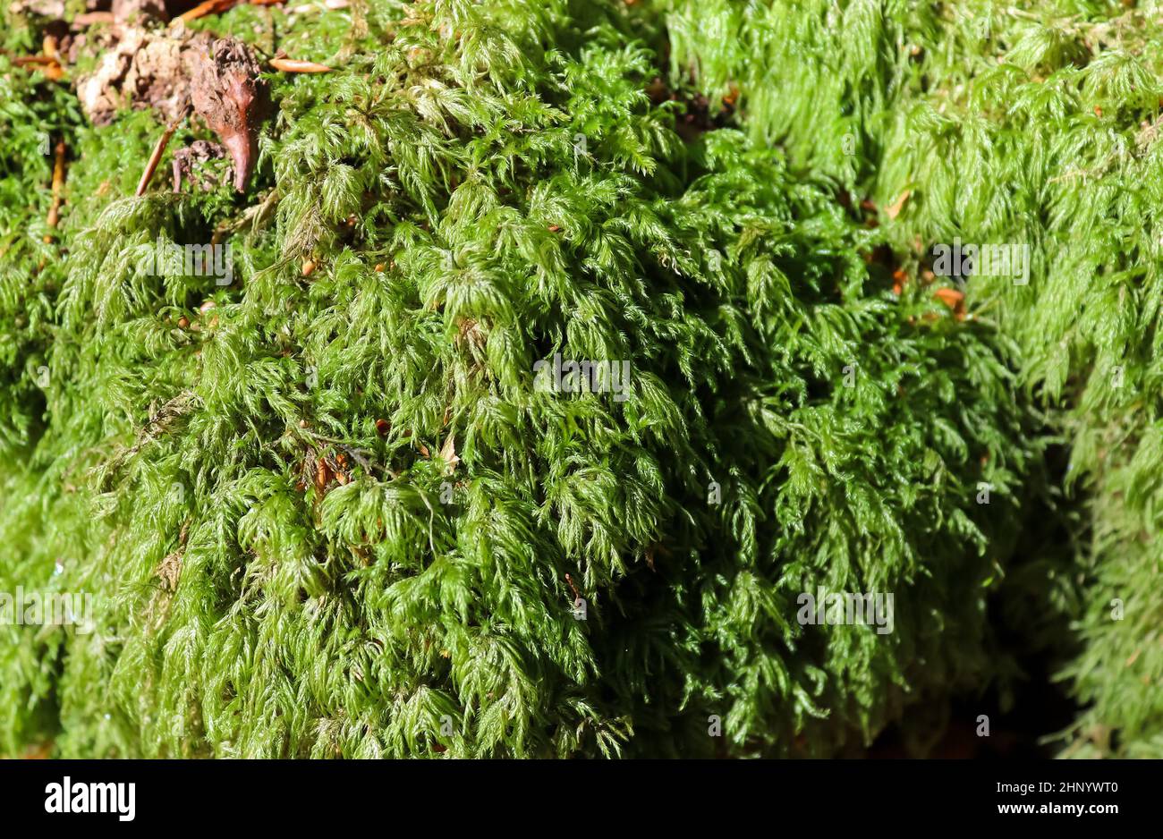 Detailed close up view at moss textures on a forest ground Stock Photo ...