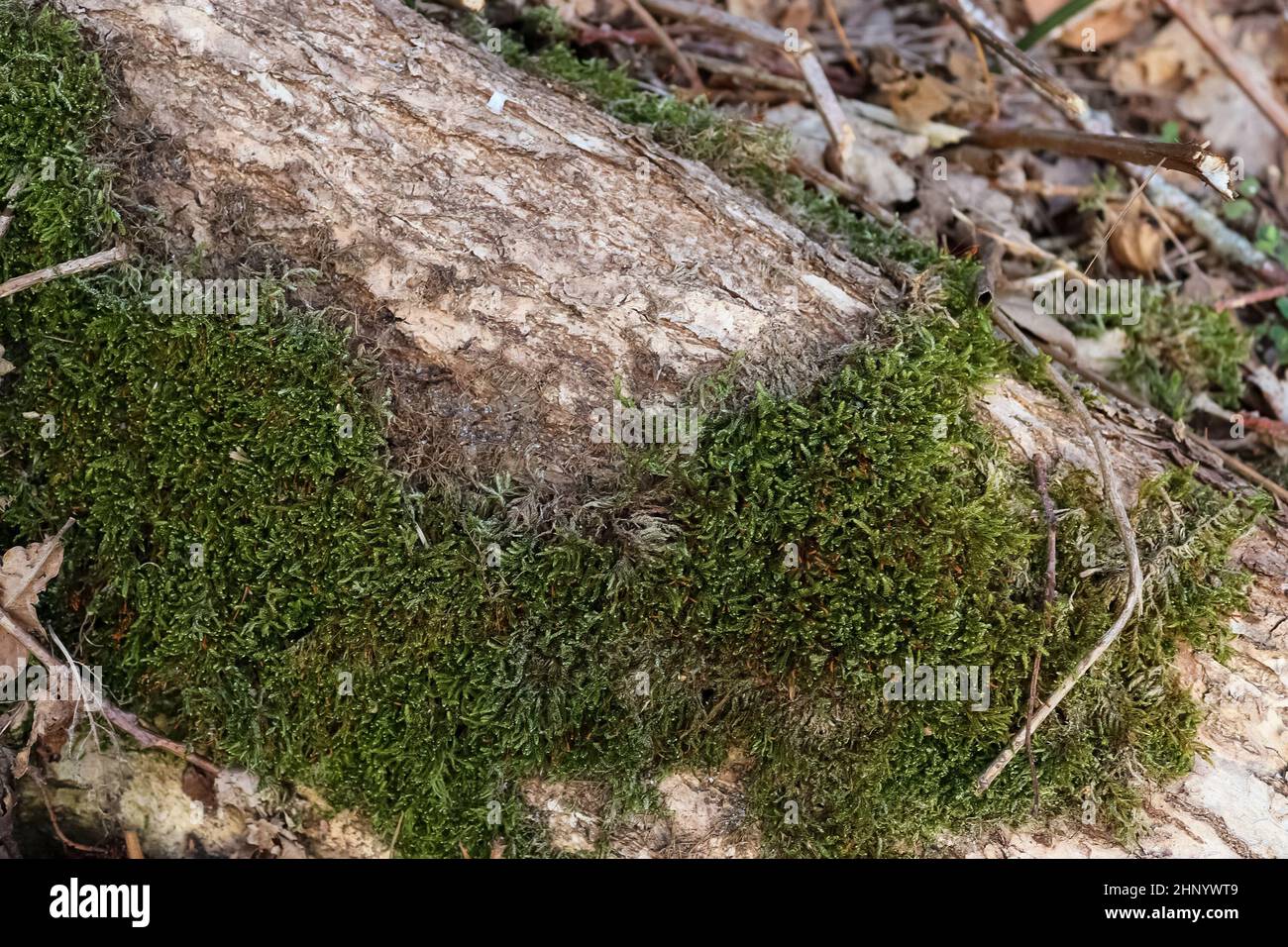 Detailed close up view at moss textures on a forest ground Stock Photo ...
