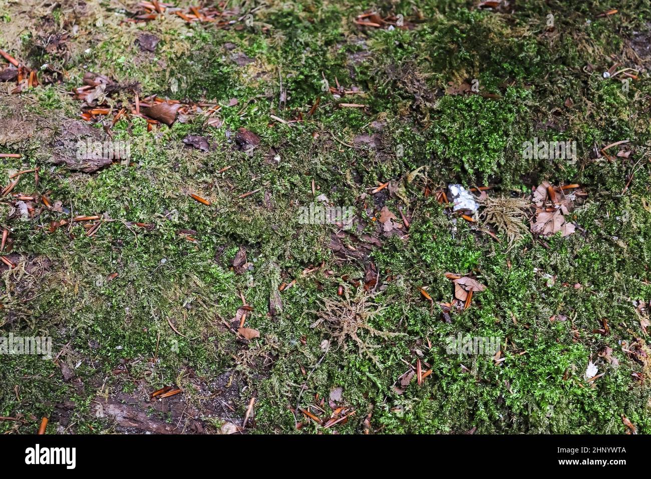 Detailed close up view at moss textures on a forest ground Stock Photo ...