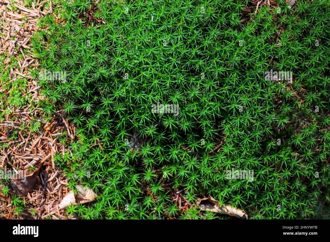 Detailed close up view at moss textures on a forest ground Stock Photo ...