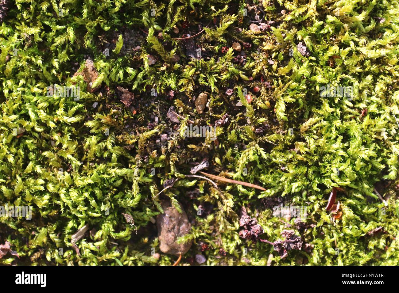 Detailed close up view at moss textures on a forest ground Stock Photo ...