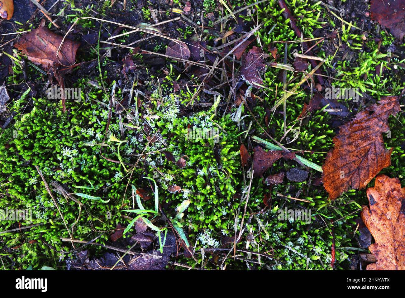 Detailed close up view at moss textures on a forest ground Stock Photo ...