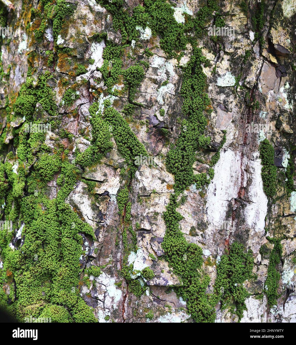 Detailed close up view at moss textures on a forest ground Stock Photo ...