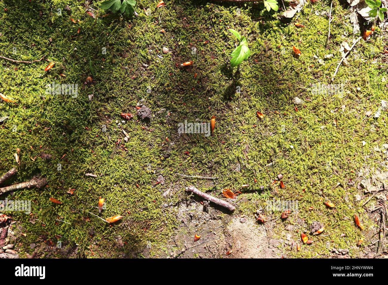 Detailed close up view at moss textures on a forest ground Stock Photo ...