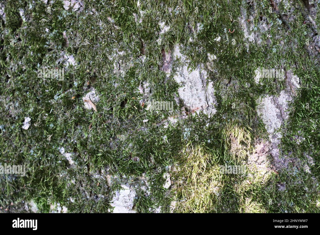 Detailed close up view at moss textures on a forest ground Stock Photo ...