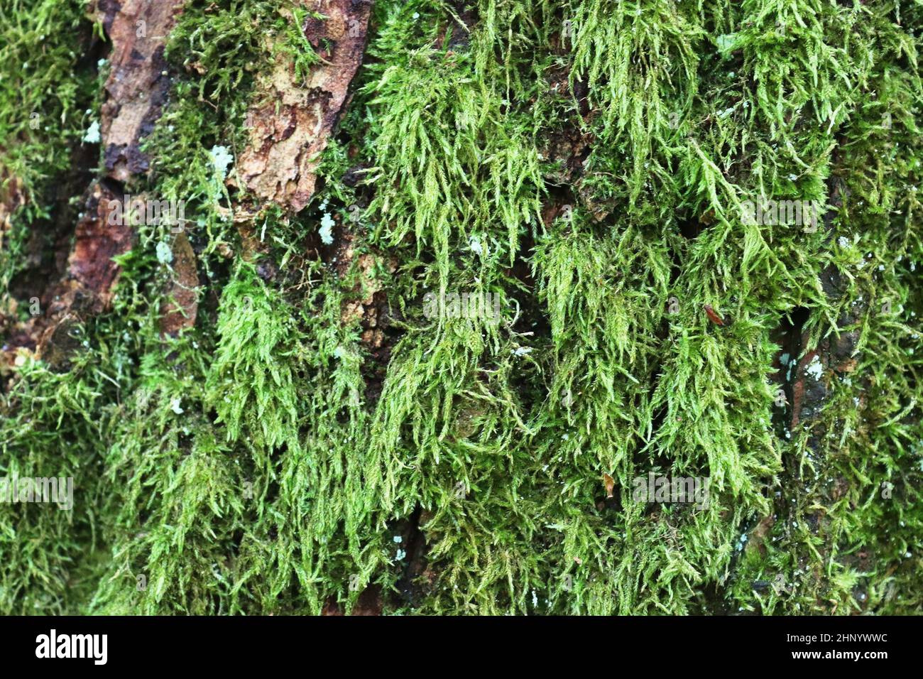 Detailed close up view at moss textures on a forest ground Stock Photo ...