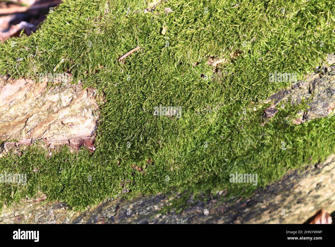Detailed close up view at moss textures on a forest ground Stock Photo ...